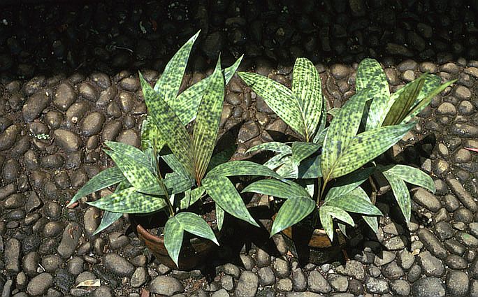 Pinanga densiflora - Palmpedia - Palm Grower's Guide