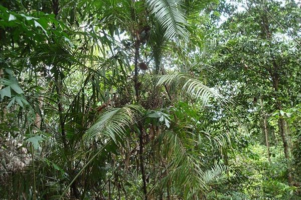 Daemonorops hirsuta - Palmpedia - Palm Grower's Guide
