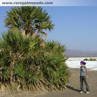 Hyphaene thebaica - Palmpedia - Palm Grower's Guide