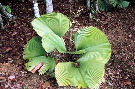 Licuala orbicularis - Palmpedia - Palm Grower's Guide