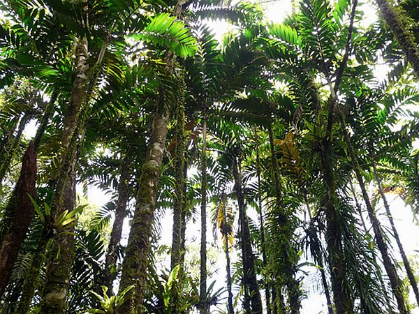 Ponapea hosinoi - Palmpedia - Palm Grower's Guide