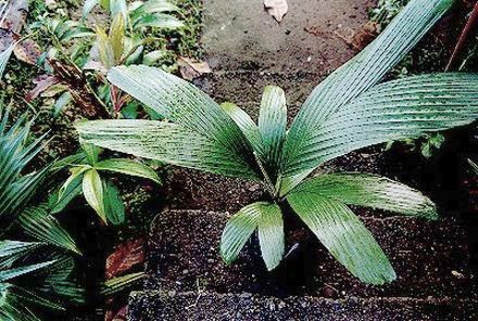 Balaka streptostachys - Palmpedia - Palm Grower's Guide