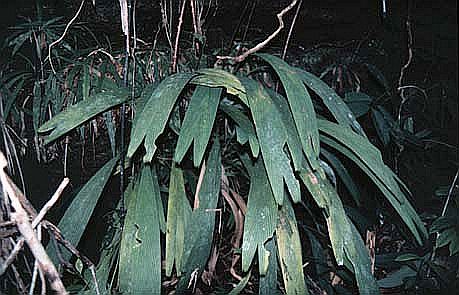 Pinanga rupestris - Palmpedia - Palm Grower's Guide