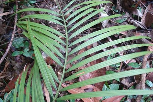 Daemonorops hirsuta - Palmpedia - Palm Grower's Guide