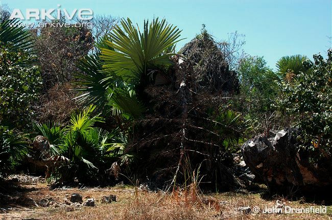 Tahina spectabilis - Palmpedia - Palm Grower's Guide