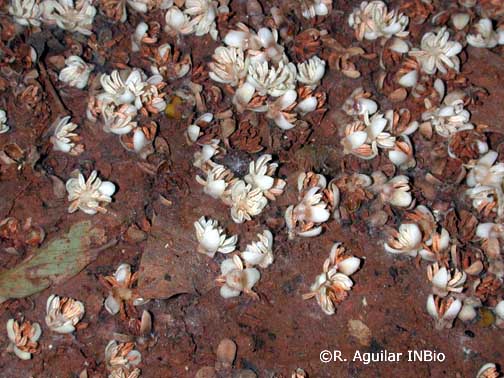 Iriartea deltoidea - Palmpedia - Palm Grower's Guide