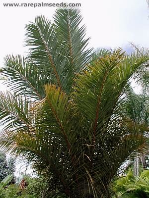 Raphia australis - Palmpedia - Palm Grower's Guide