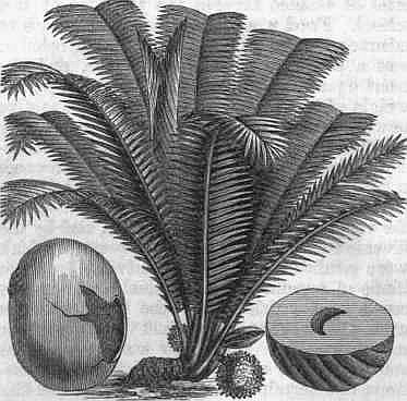 Phytelephas macrocarpa - Palmpedia - Palm Grower's Guide