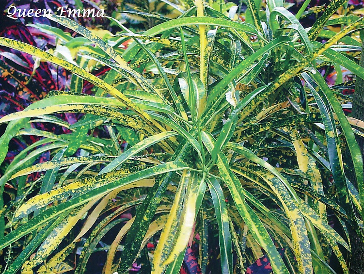 QUEEN EMMA - Palmpedia - Palm Grower's Guide