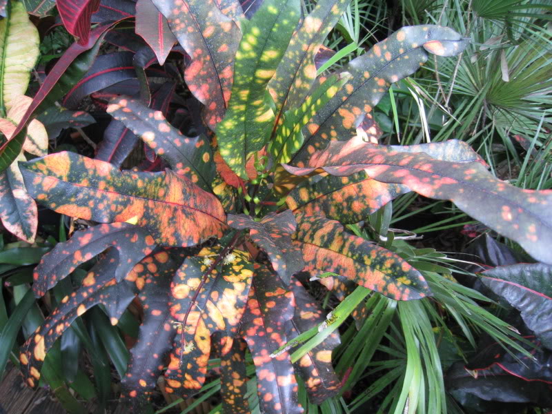 TIGER EYE - Palmpedia - Palm Grower's Guide