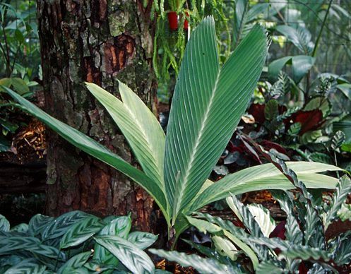 Pinanga chaiana - Palmpedia - Palm Grower's Guide