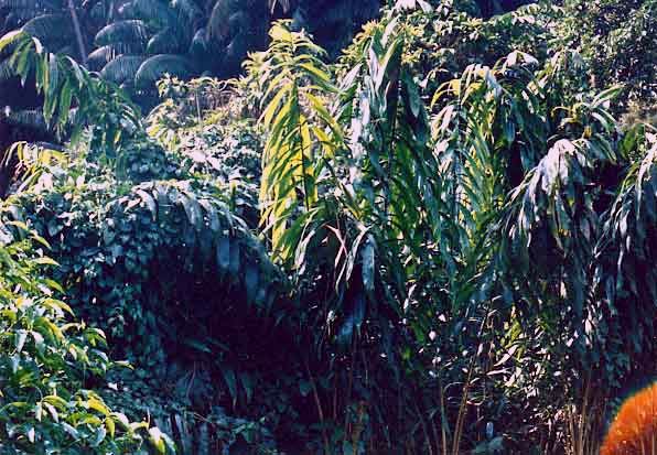 Salacca affinis - Palmpedia - Palm Grower's Guide