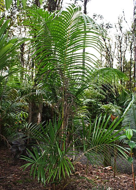 Calamus erectus - Palmpedia - Palm Grower's Guide