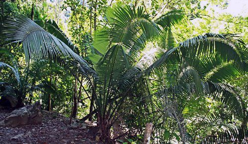 Phytelephas seemannii - Palmpedia - Palm Grower's Guide