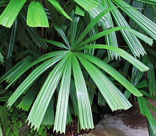 Licuala merguensis - Palmpedia - Palm Grower's Guide