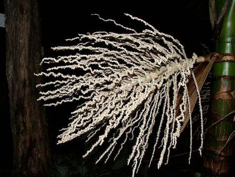 Prestoea acuminata - Palmpedia - Palm Grower's Guide