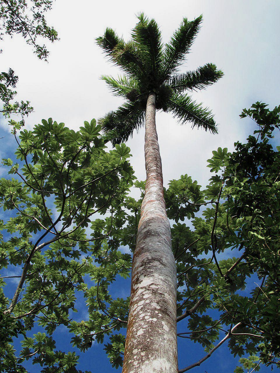 File:D004royal.jpg - Palmpedia - Palm Grower's Guide