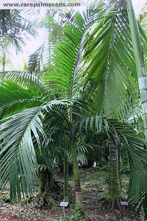 Pinanga batanensis - Palmpedia - Palm Grower's Guide