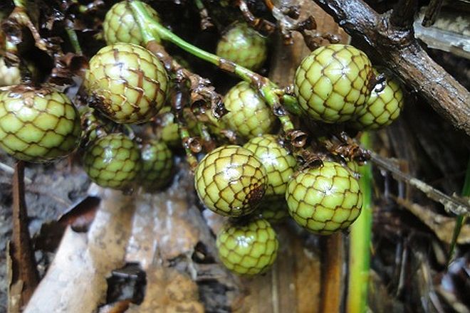 Daemonorops grandis - Palmpedia - Palm Grower's Guide