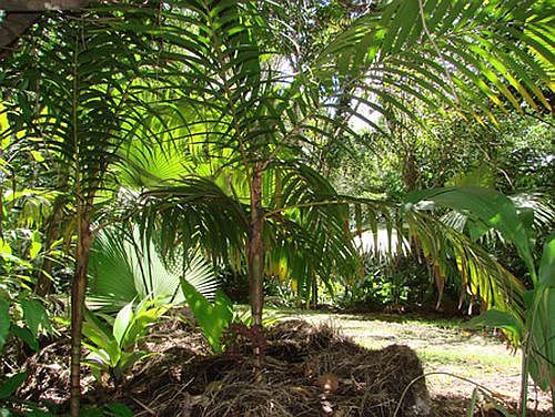 Nenga macrocarpa - Palmpedia - Palm Grower's Guide
