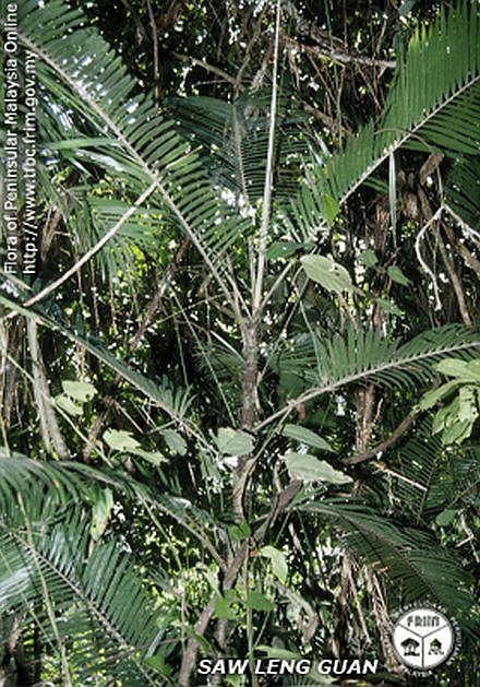Calamus spectatissimus - Palmpedia - Palm Grower's Guide