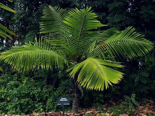Ravenea hildebrandtii - Palmpedia - Palm Grower's Guide