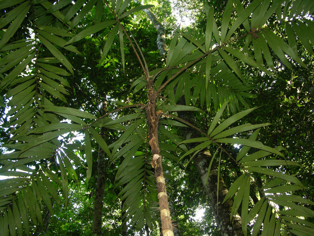 Bactris glandulosa var. baileyana - Palmpedia - Palm Grower's Guide