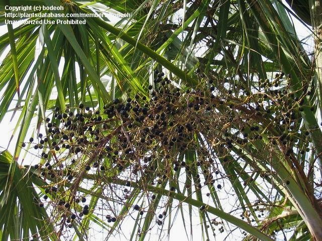 File:B02596.jpg - Palmpedia - Palm Grower's Guide