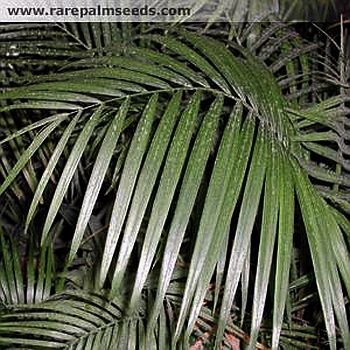 Ravenea glauca - Palmpedia - Palm Grower's Guide