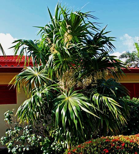 File:Thrinax radiata leafcrown.jpg - Palmpedia - Palm Grower's Guide