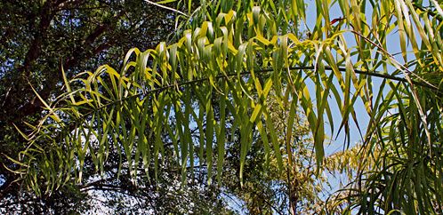 Syagrus cocoides - Palmpedia - Palm Grower's Guide