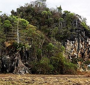 Tahina spectabilis - Palmpedia - Palm Grower's Guide