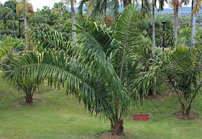 Attalea geraensis - Palmpedia - Palm Grower's Guide