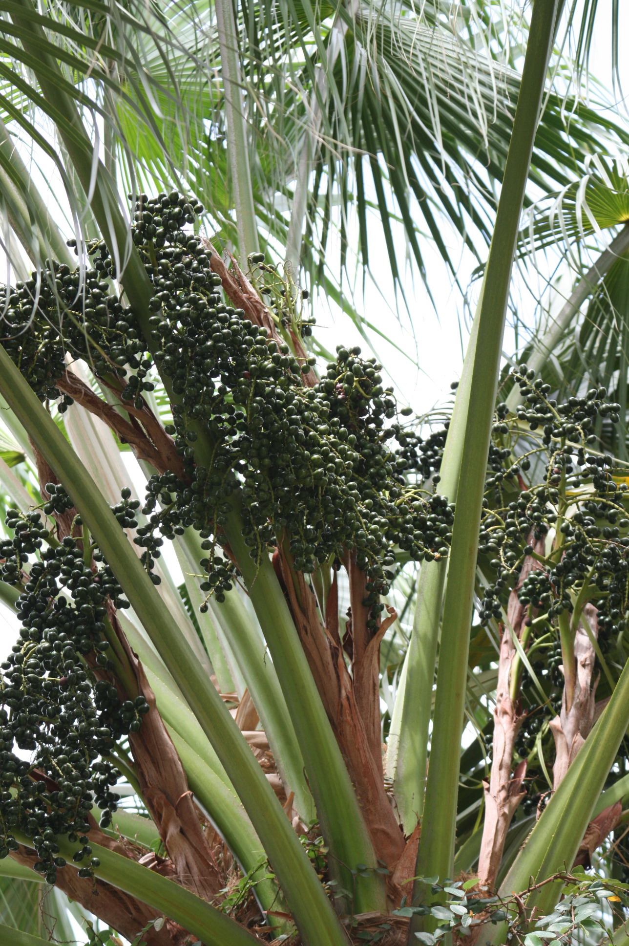 File:Chinensis petiole and fruit.jpg - Palmpedia - Palm Grower's Guide
