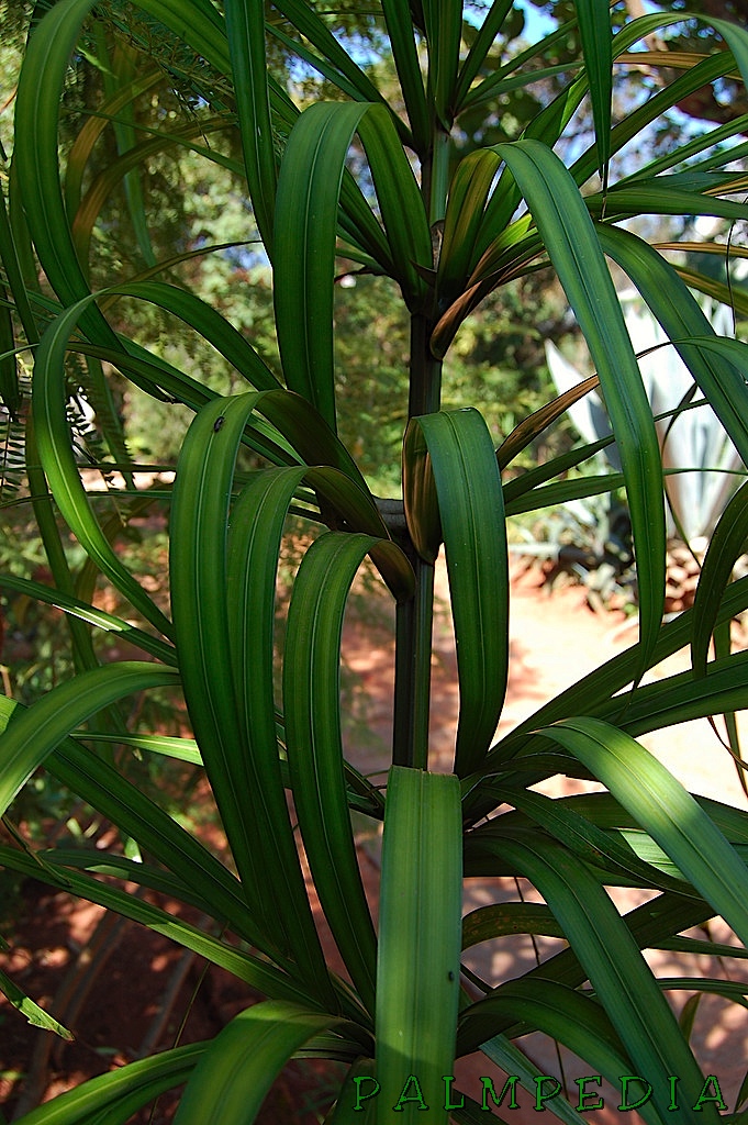 Dypsis Sp. betafaka - DISCUSSING PALM TREES WORLDWIDE - PalmTalk