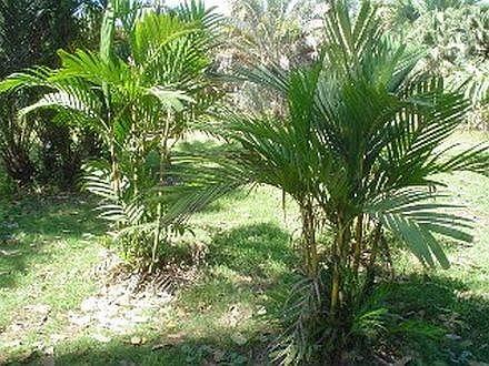 Nenga pumila - Palmpedia - Palm Grower's Guide