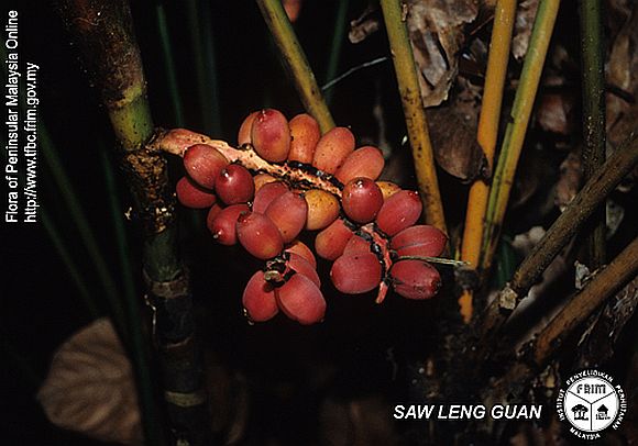 Pinanga mirabilis - Palmpedia - Palm Grower's Guide