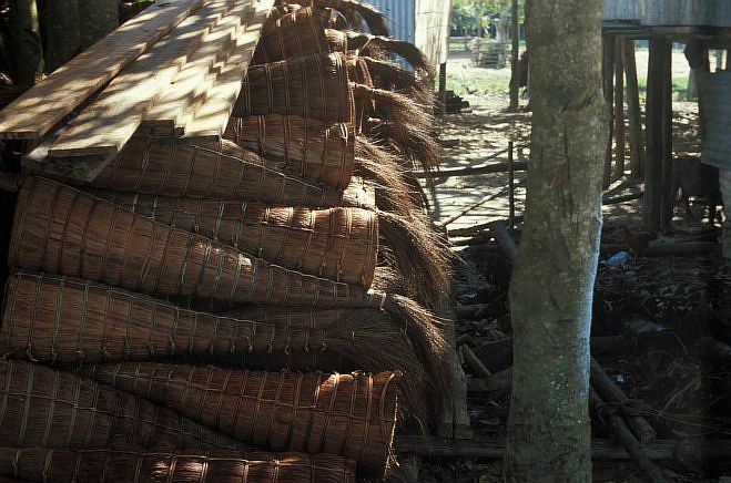 Leopoldinia piassaba - Palmpedia - Palm Grower's Guide