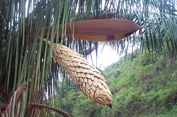 Attalea butyracea - Palmpedia - Palm Grower's Guide