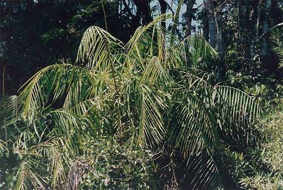 Dypsis rivularis - Palmpedia - Palm Grower's Guide