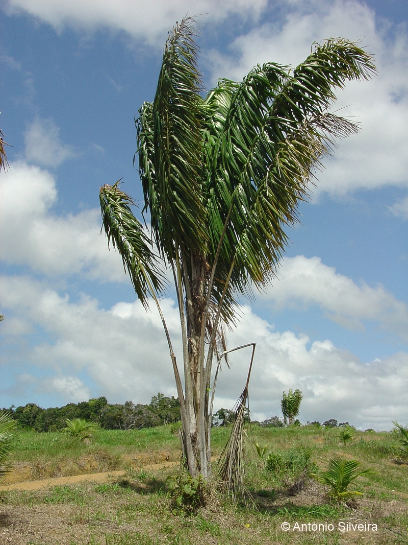 Attalea funifera - Palmpedia - Palm Grower's Guide