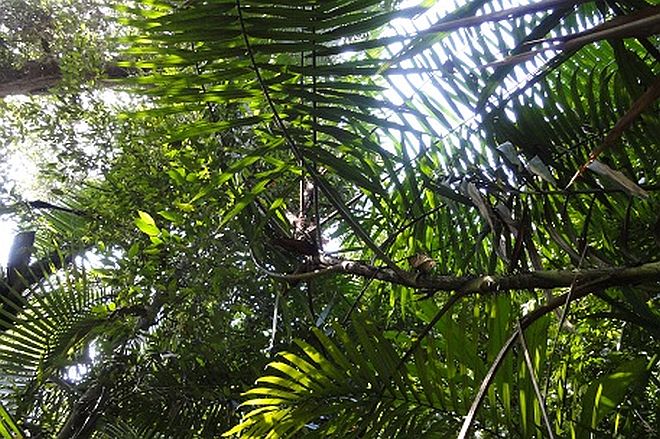 Daemonorops grandis - Palmpedia - Palm Grower's Guide