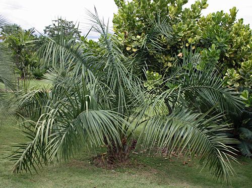 Attalea geraensis - Palmpedia - Palm Grower's Guide
