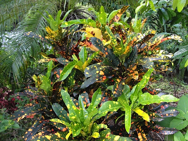 TIGER EYE - Palmpedia - Palm Grower's Guide