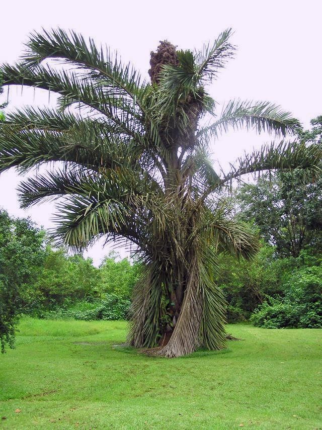 File:F015de.jpg - Palmpedia - Palm Grower's Guide