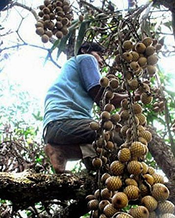 Calamus manillensis - Palmpedia - Palm Grower's Guide