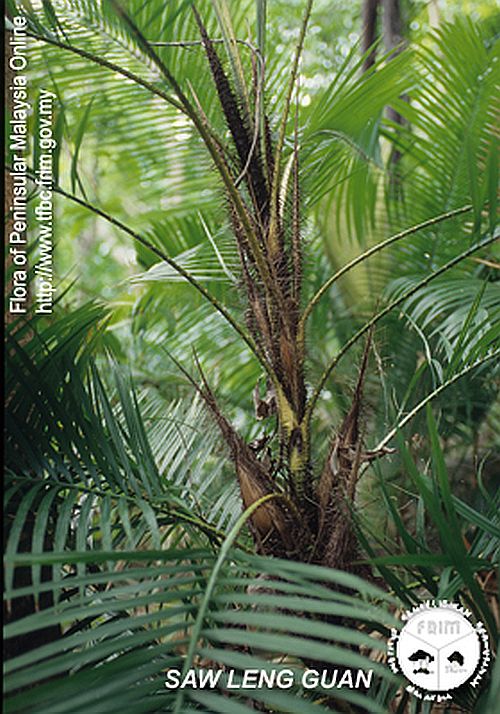 Daemonorops melanochaetes - Palmpedia - Palm Grower's Guide