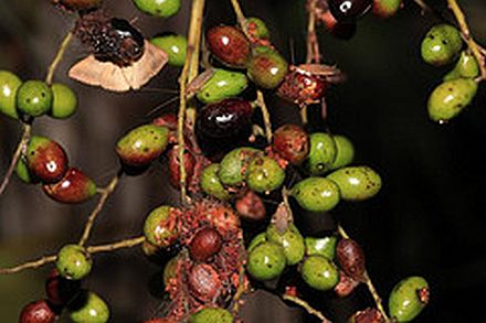 Livistona humilis - Palmpedia - Palm Grower's Guide