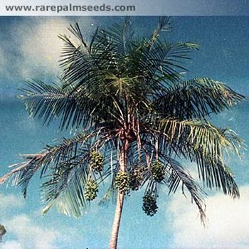 Ravenea glauca - Palmpedia - Palm Grower's Guide