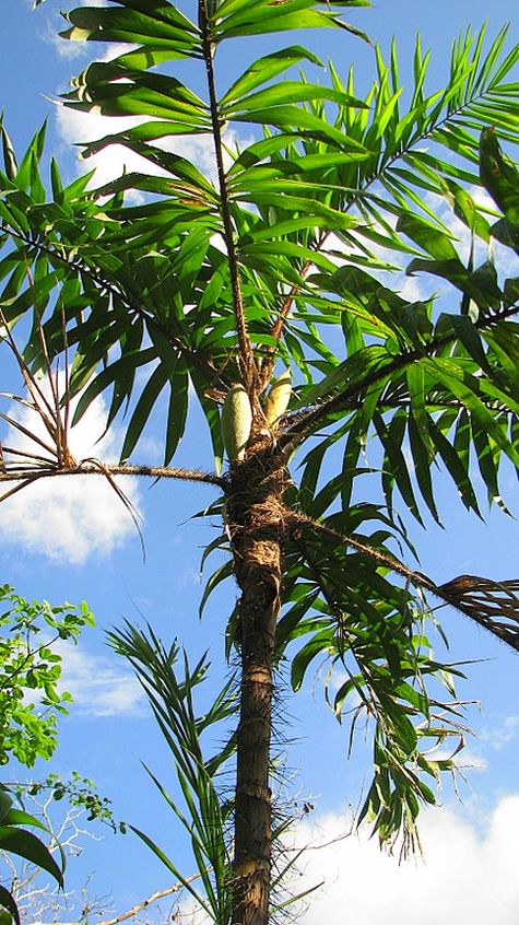 Bactris ferruginea - Palmpedia - Palm Grower's Guide